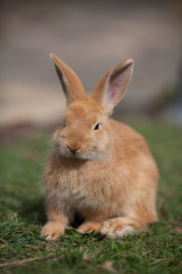 Rabbit stock photo. Image of grass, cute, baby, animal - 99604594