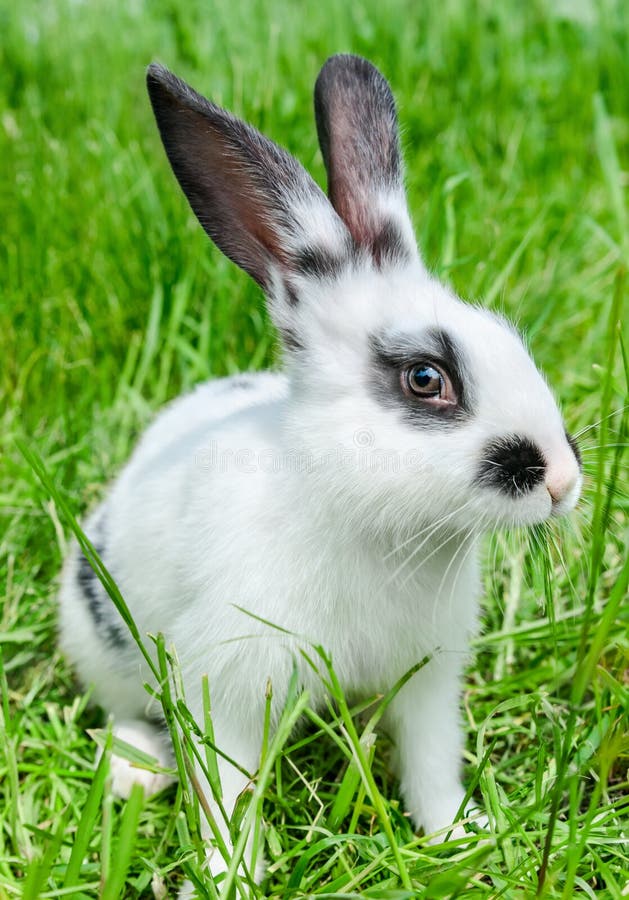 Rabbit sitting in grass stock image. Image of garden - 50746081