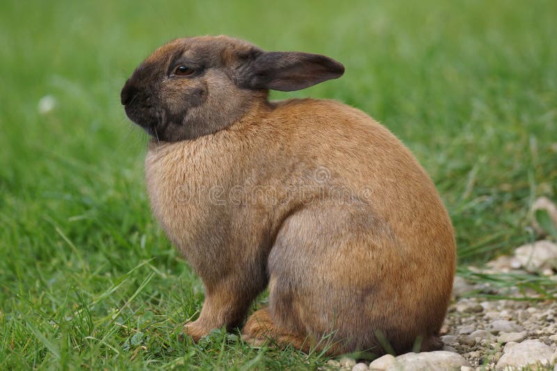 Rabbit sitting in a meadow stock image. Image of beautiful - 40034249