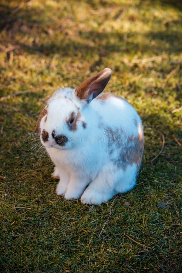 Rabbit Sitting in Meadow on a Sunny Day Stock Image - Image of happy ...