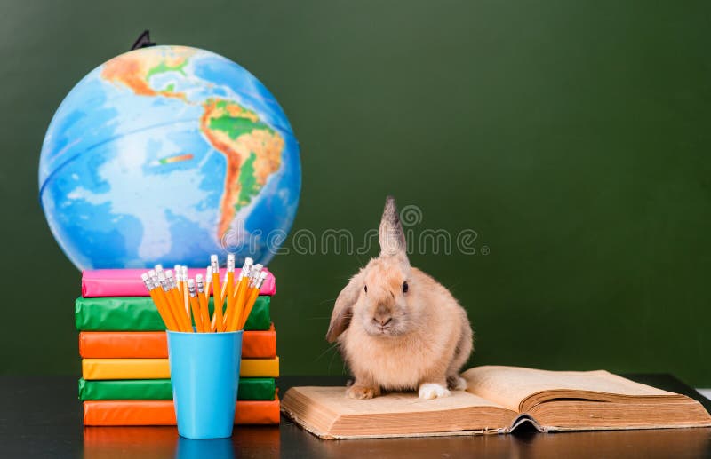 Rabbit Sitting on Open Book in Classroom Stock Image - Image of camera ...