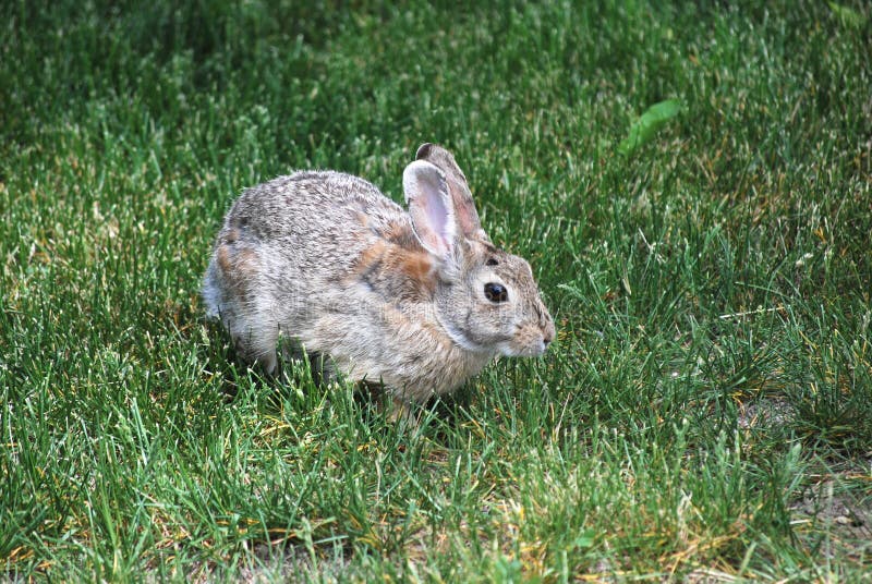 Rabbit sitting outdoors. stock image. Image of grass - 150323863