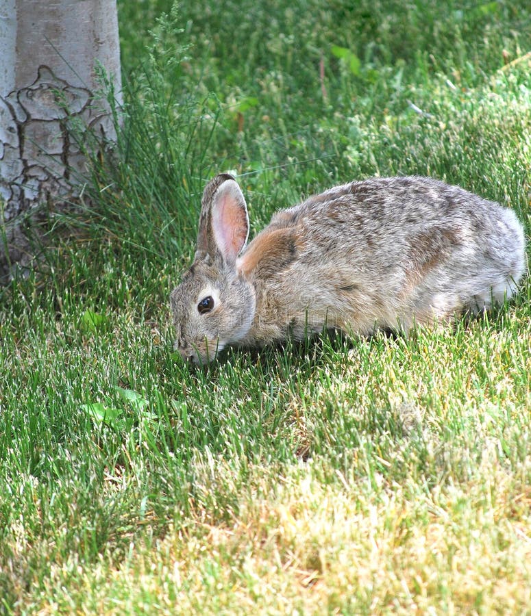 Rabbit sitting outdoors. stock photo. Image of ears - 150324080