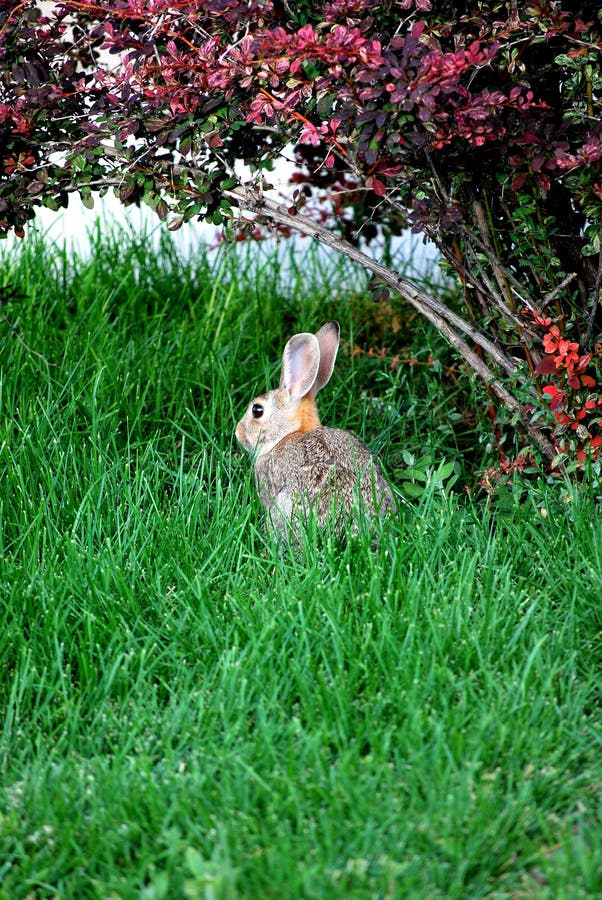 Rabbit sitting outside. stock photo. Image of nature - 59726700