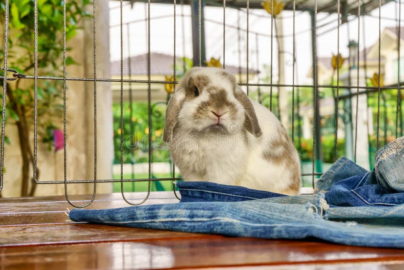 The rabbit are sitting stock photo. Image of wild, white - 116234554