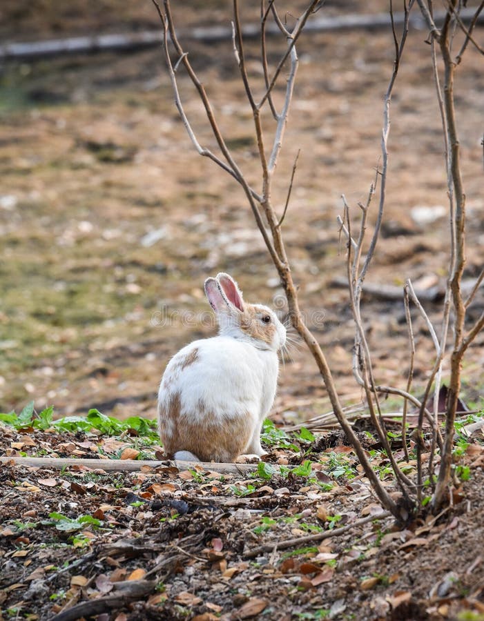 Rabbit Sitting stock photo. Image of pets, animals, animal - 90840768