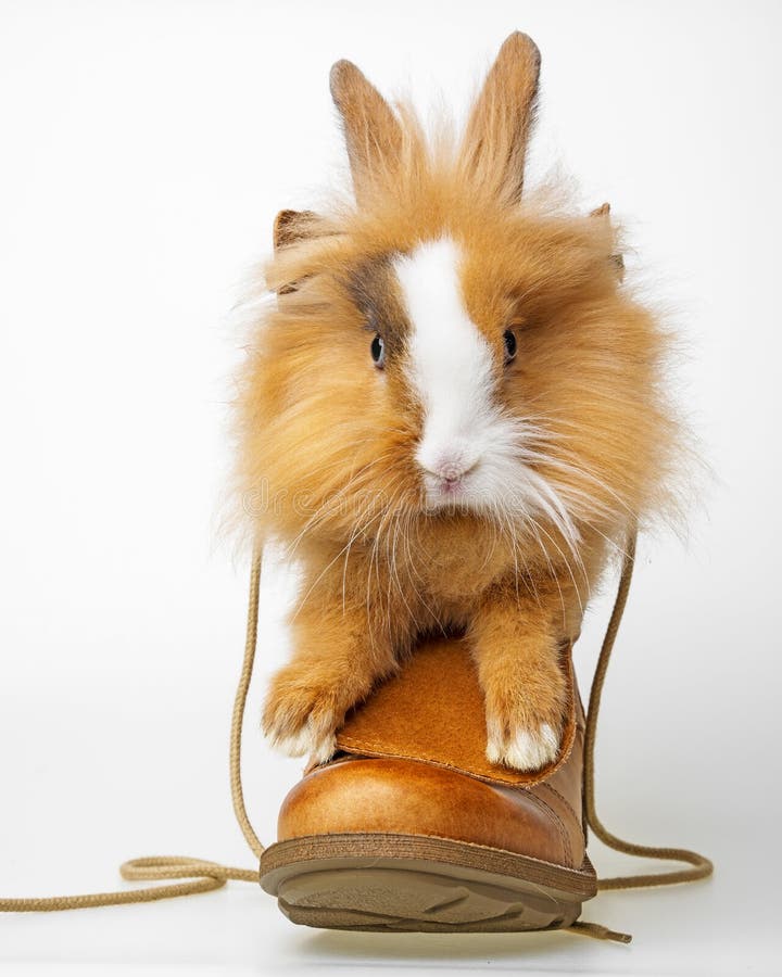 Rabbit sitting in a shoe stock image. Image of little - 32026417
