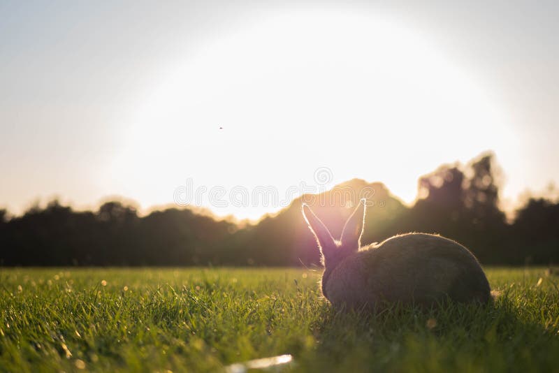 Rabbit sitting in sunset stock photo. Image of sitting - 224923516