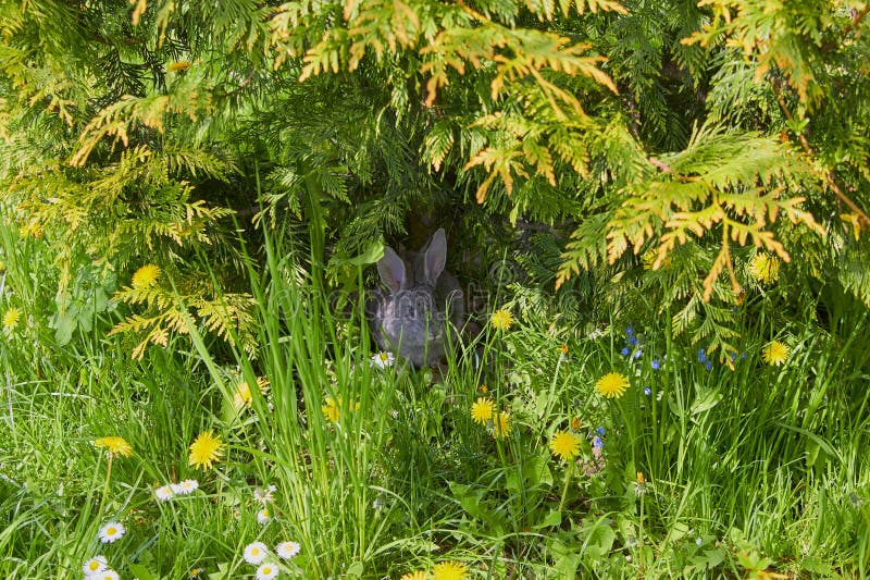 467 Rabbit Under Tree Stock Photos - Free & Royalty-Free Stock Photos ...
