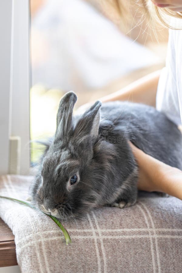 A Girl with a Rabbit. a Girl Strokes a Rabbit. Stock Photo - Image of ...