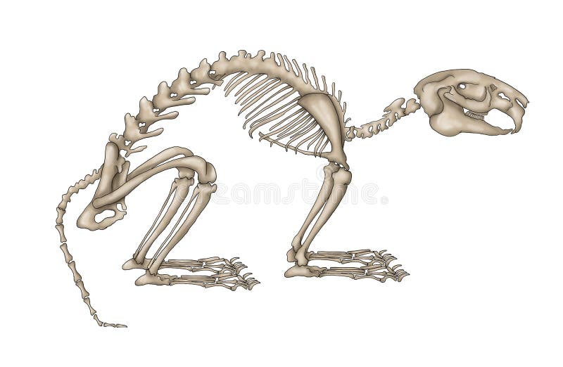 Anatomy Rabbit Stock Illustrations – 298 Anatomy Rabbit Stock ...