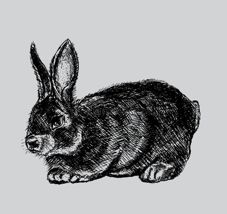 Sketch Rabbit Stock Illustrations – 45,221 Sketch Rabbit Stock ...