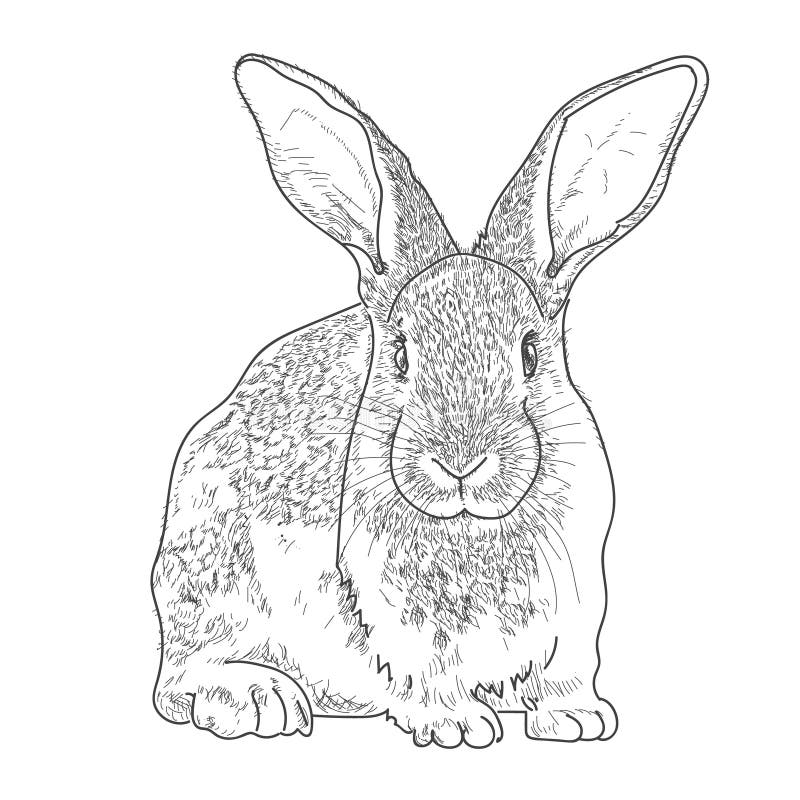 Rabbit Sketch. Hand Drawn Vector Illustration Stock Vector ...