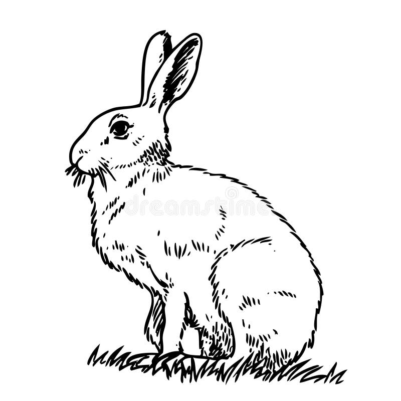 Rabbit sketch stock vector. Illustration of hand, cartoon - 256447665