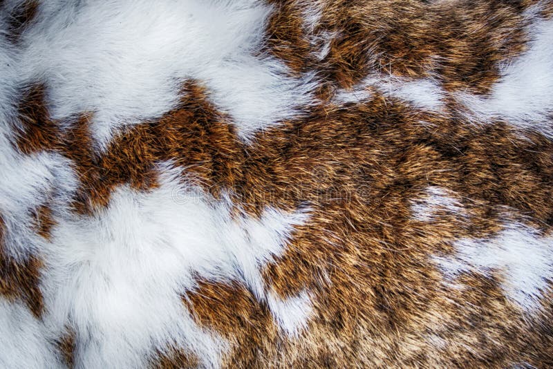 Rabbit skin texture stock photo. Image of season, fruit - 12921216