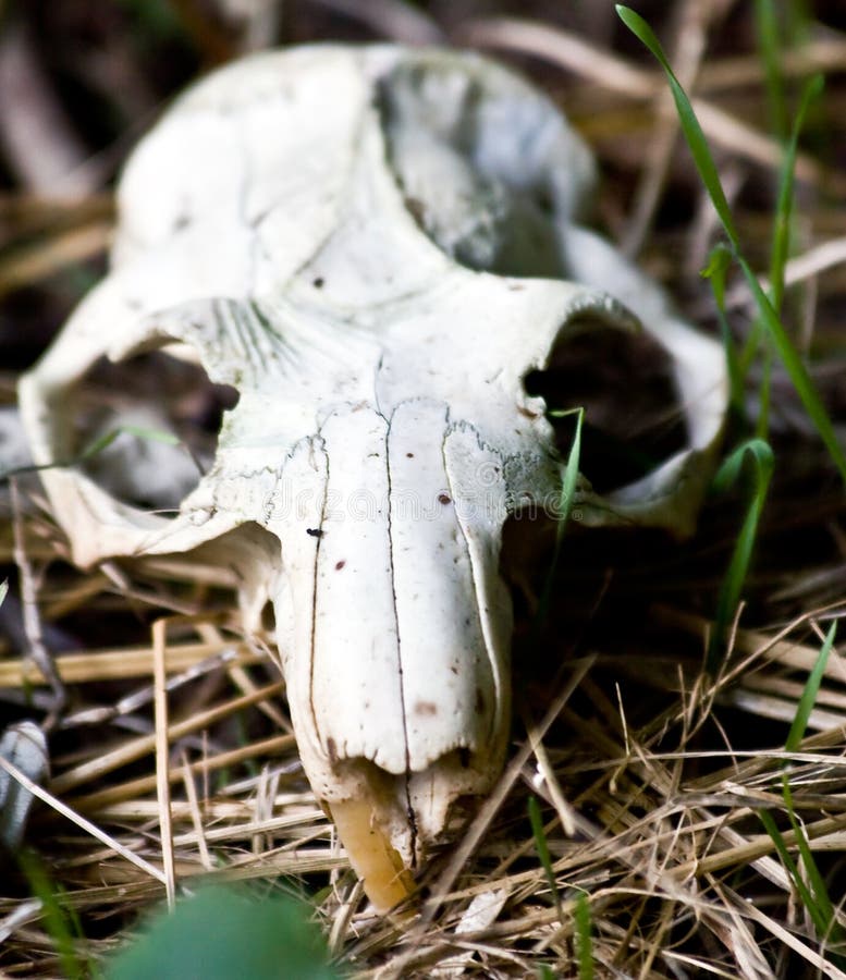 Rabbit Skull stock photo. Image of life, decompose, america - 6054486