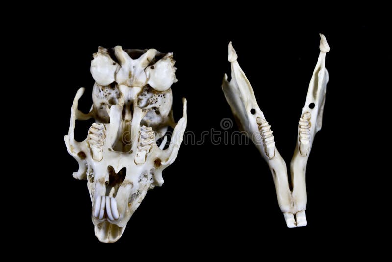 632 Dead Rabbit Stock Photos - Free & Royalty-Free Stock Photos from ...