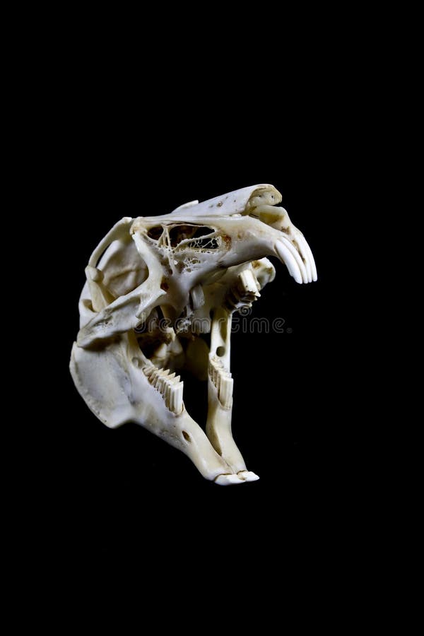 632 Dead Rabbit Stock Photos - Free & Royalty-Free Stock Photos from ...