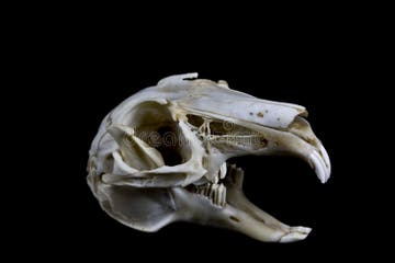 611 Dead Rabbit Stock Photos - Free & Royalty-Free Stock Photos from ...