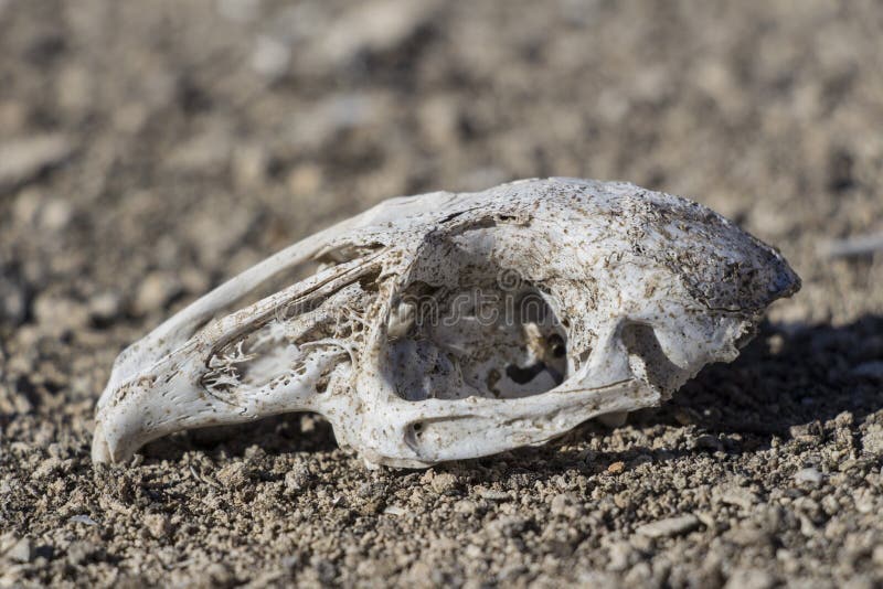 Rabbit Skull Teeth Stock Photos - Free & Royalty-Free Stock Photos from ...