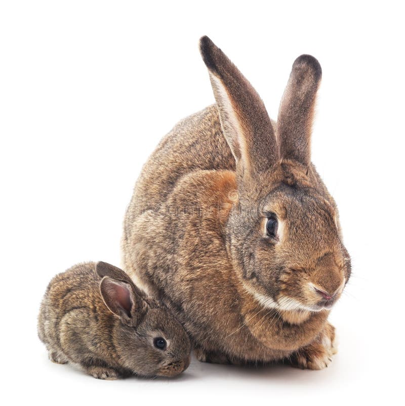 Rabbit and a small bunny stock image. Image of home - 145177695