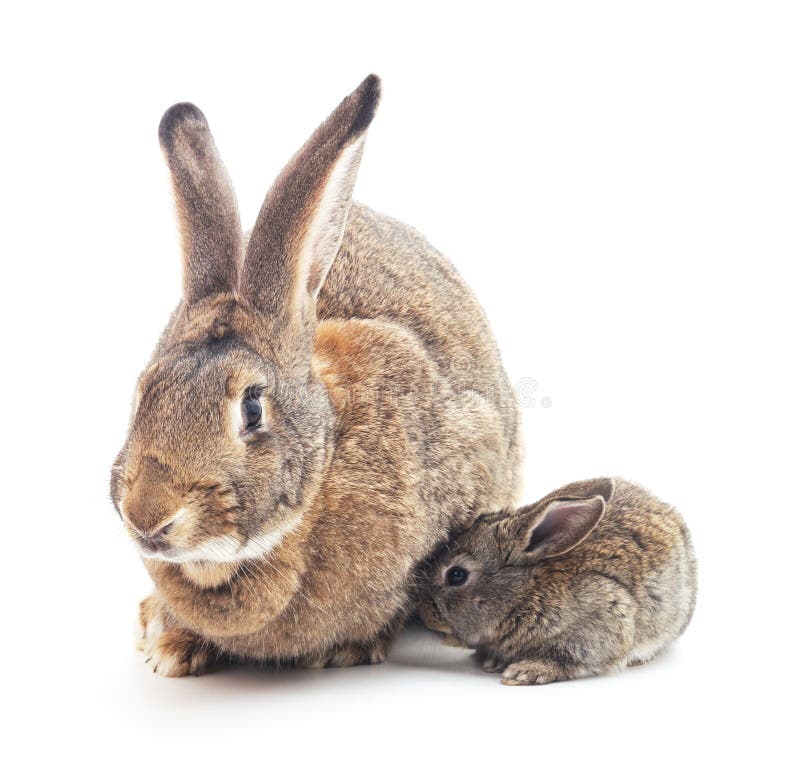 Rabbit and a small bunny stock image. Image of home - 145177695