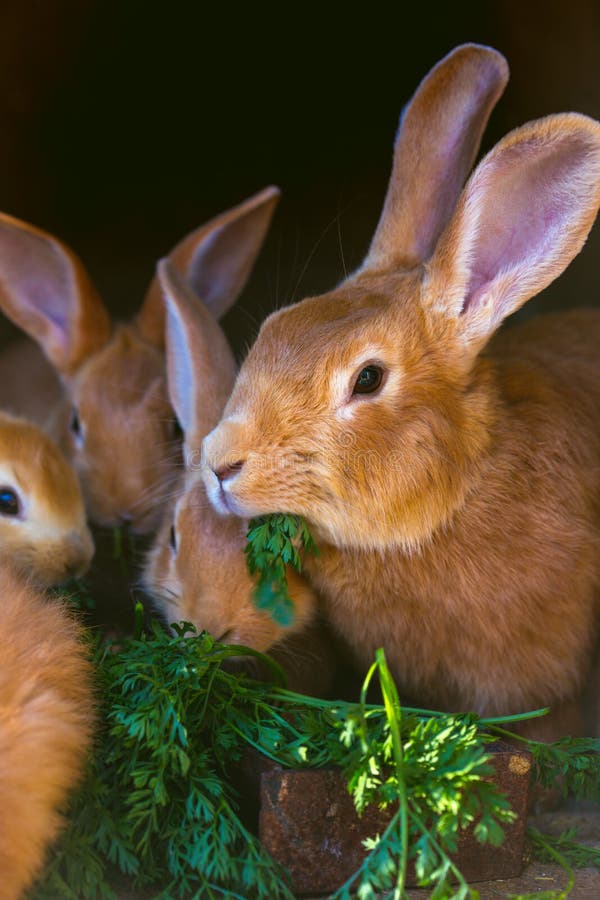 Rabbit and small rabbits stock photo. Image of mammal - 105386030