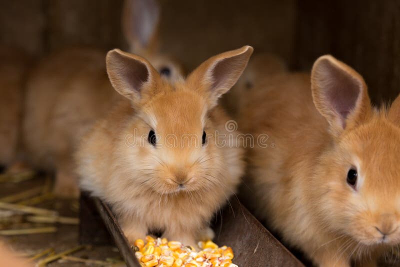 Rabbit and small rabbits stock image. Image of pretty - 96995549