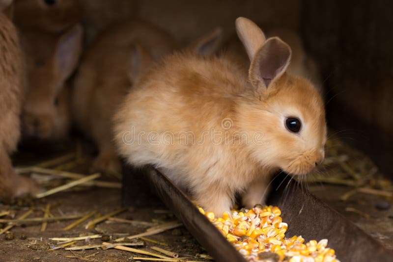 Rabbit and small rabbits stock photo. Image of newborn - 146043574