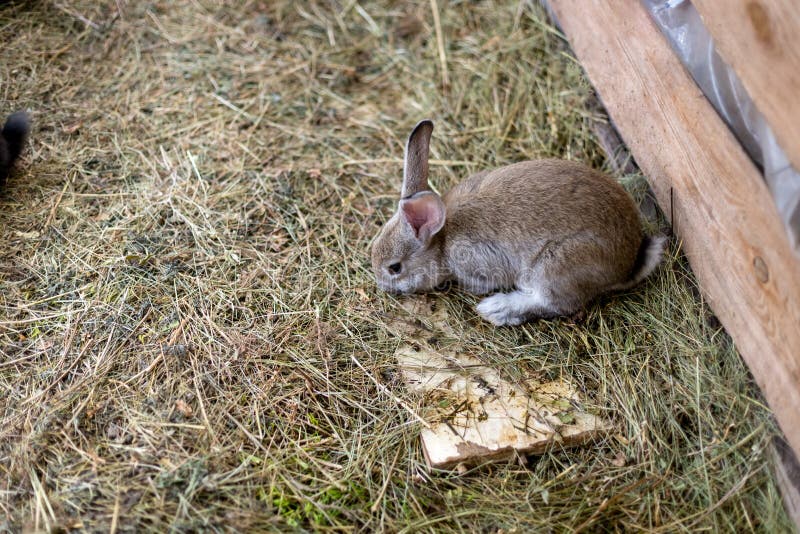 The Rabbit is in the Shed on the Farm Stock Image - Image of rabbitry ...