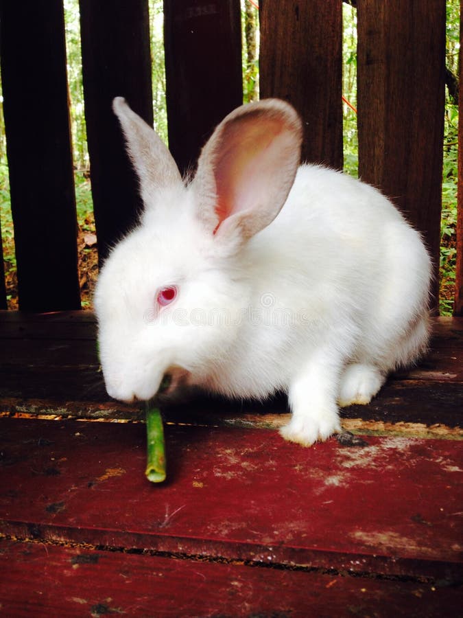 Rabbit stock image. Image of eating, white, rabbit, leaf - 48493341