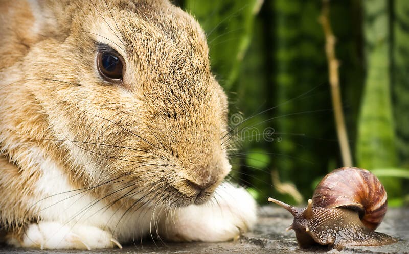 Rabbit and the Snail stock image. Image of outdoor, mammal - 308025965