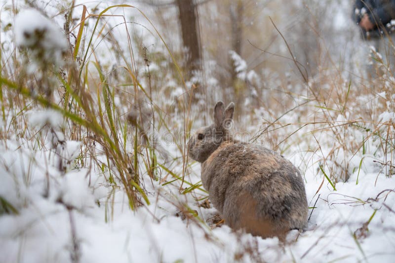 Rabbit in the Snow. Easter Bunny in the Winter Forest Stock Photo ...