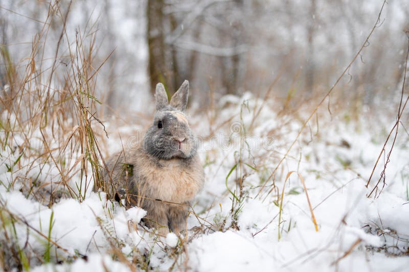 Rabbit in the Snow. Easter Bunny in the Winter Forest Stock Image ...
