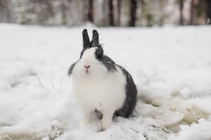 Rabbit in the Snow. Easter Bunny in the Winter Forest. Stock Image ...