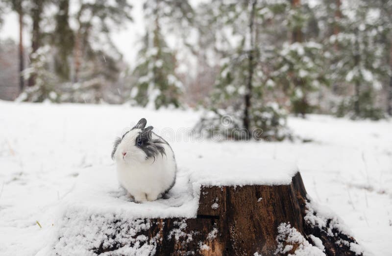 Rabbit in the Snow. Easter Bunny in the Winter Forest. Stock Photo ...
