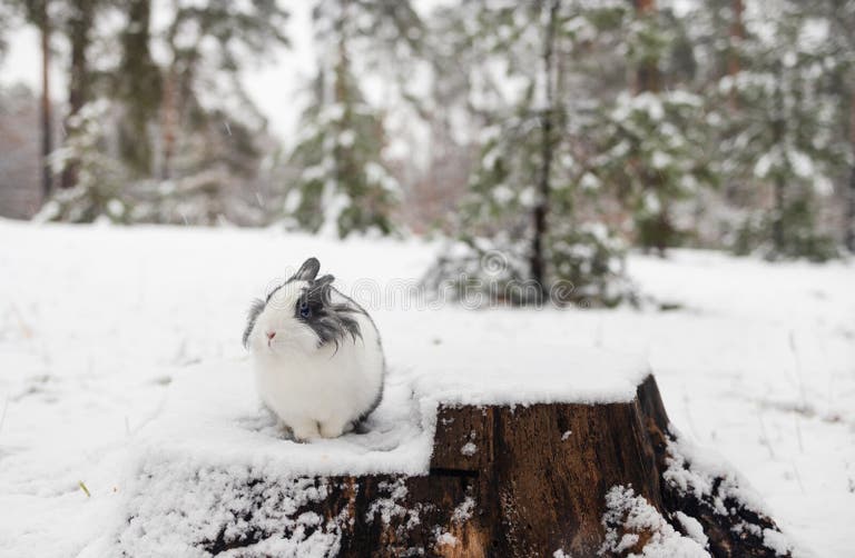 Rabbit in the Snow. Easter Bunny in the Winter Forest. Stock Photo ...