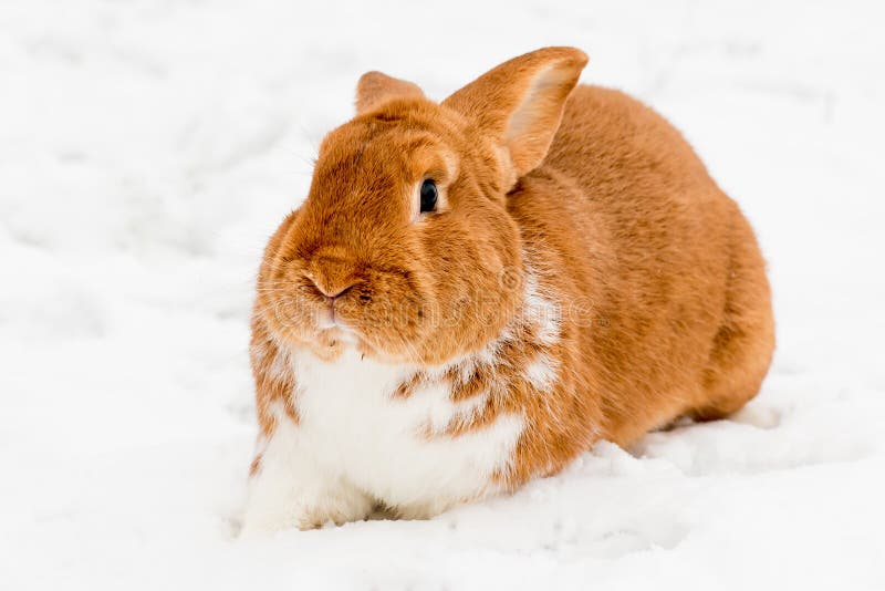 5,588 Rabbit Snow Stock Photos - Free & Royalty-Free Stock Photos from ...