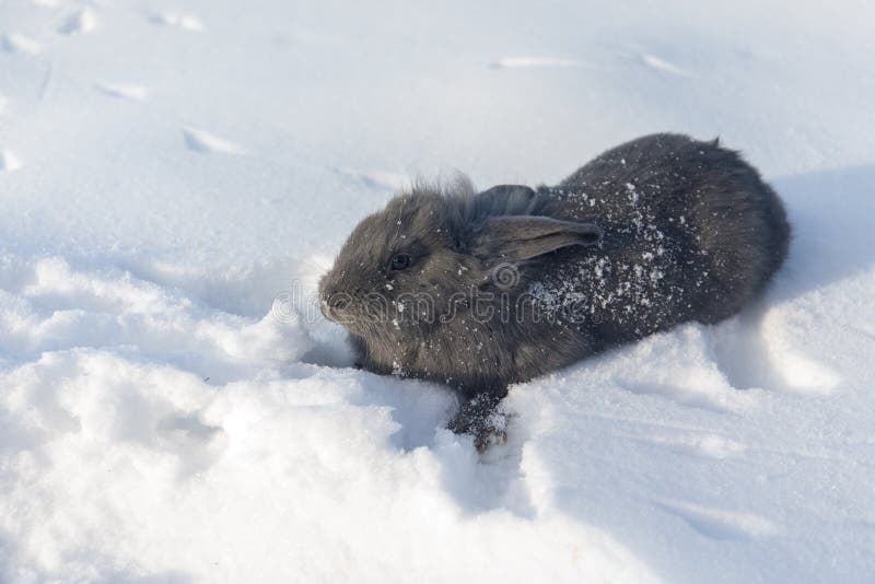 Portrait of a rabbit stock photo. Image of snow, rabbit - 112985584