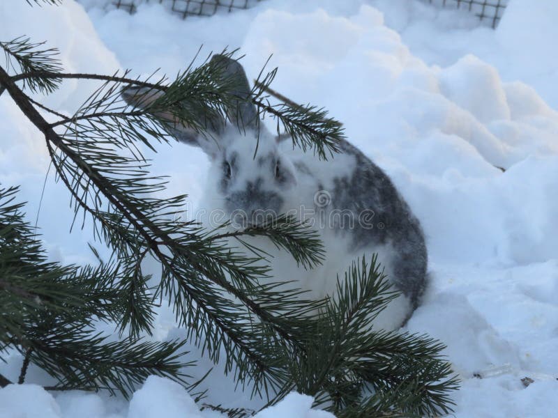 Rabbit on snow in winter stock image. Image of winter - 142244833