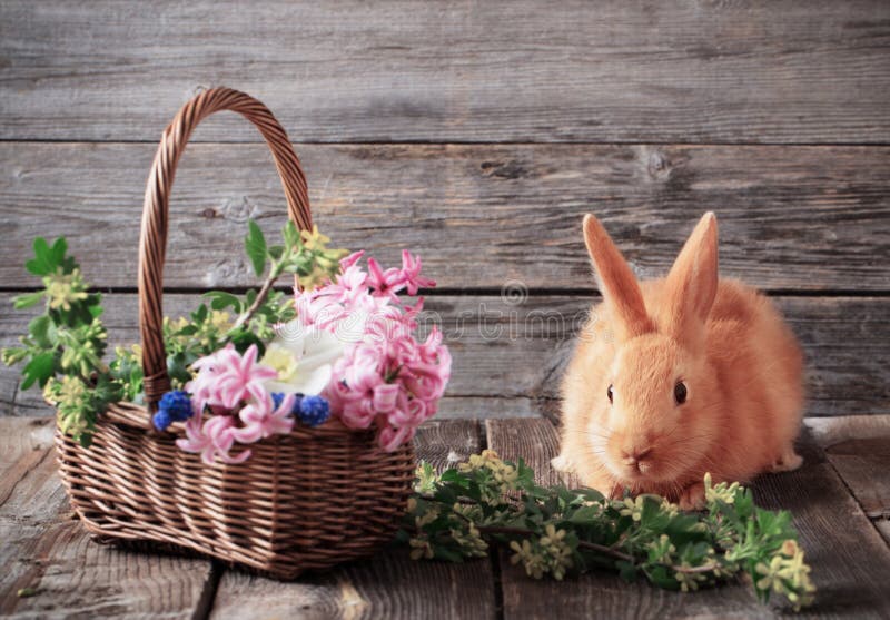Rabbit with spring flowers stock image. Image of lying - 84157923