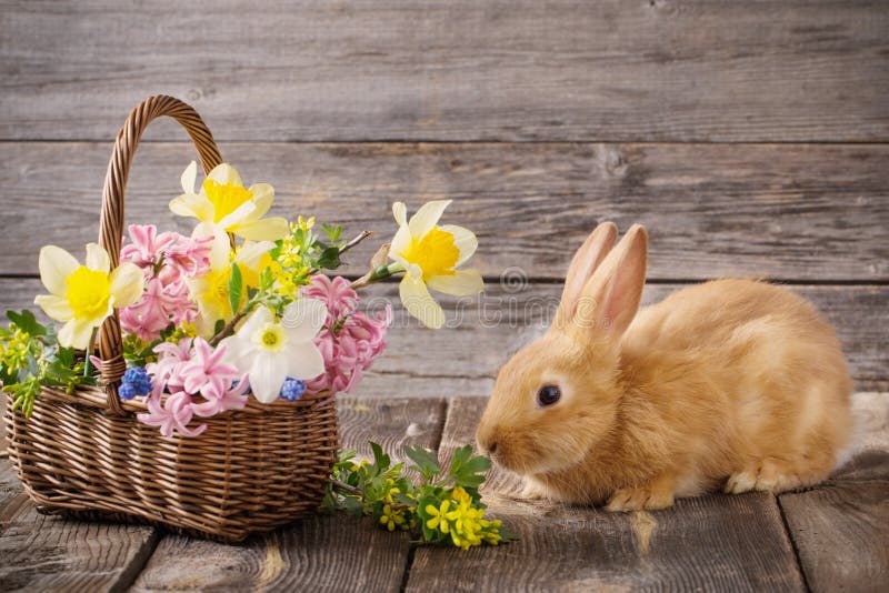 Rabbit with spring flowers stock image. Image of adorable - 62529539