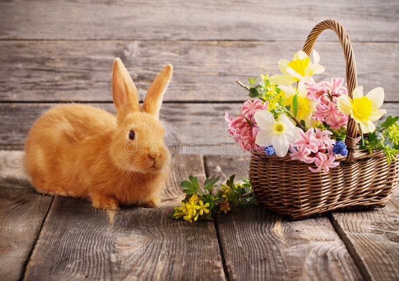 Rabbit with spring flowers stock image. Image of lying - 84157923
