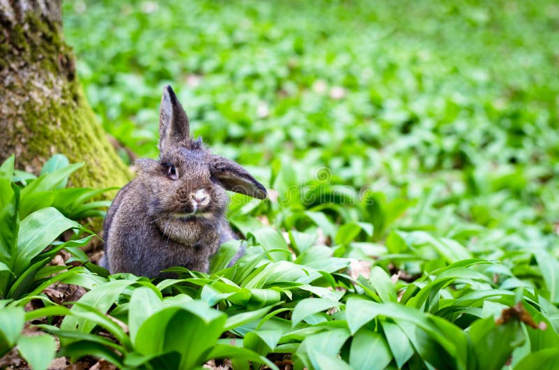 Rabbit Forest Stock Images - Download 2,938 Royalty Free Photos