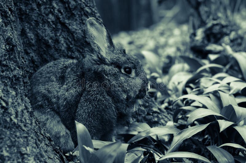 Rabbit Forest Stock Images - Download 2,938 Royalty Free Photos