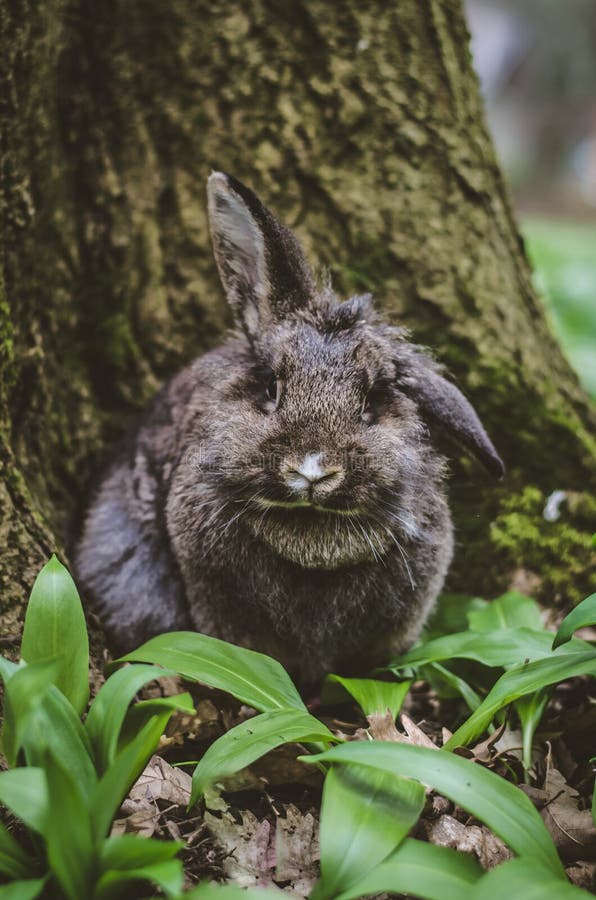 Rabbit in spring forest stock photo. Image of springtime - 87159558