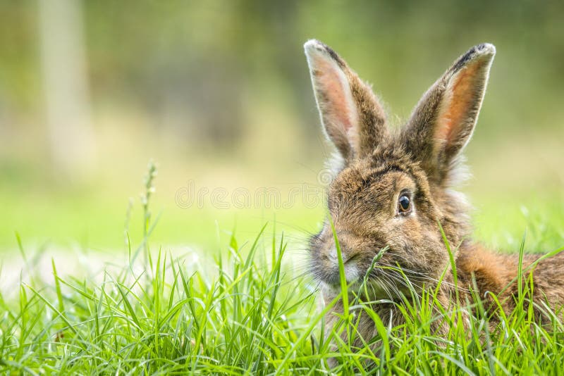 Rabbit in the Spring Hiding Stock Image - Image of muzzle, easter ...