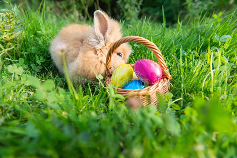 Rabbit on Spring Nature in the Grass Stock Photo - Image of garden ...
