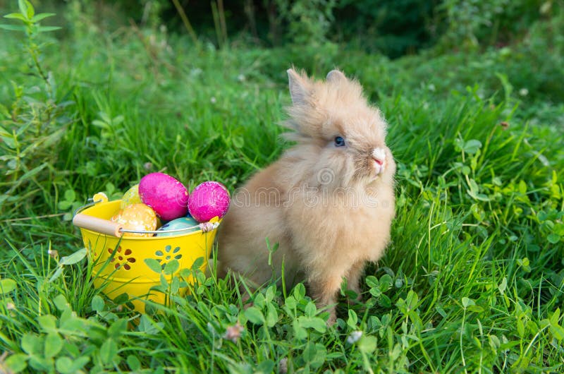 Rabbit on Spring Nature in the Grass Stock Photo - Image of sitting ...