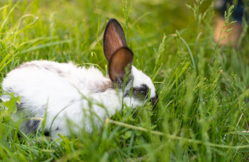 Rabbit on Spring Nature in the Grass Stock Image - Image of nature ...